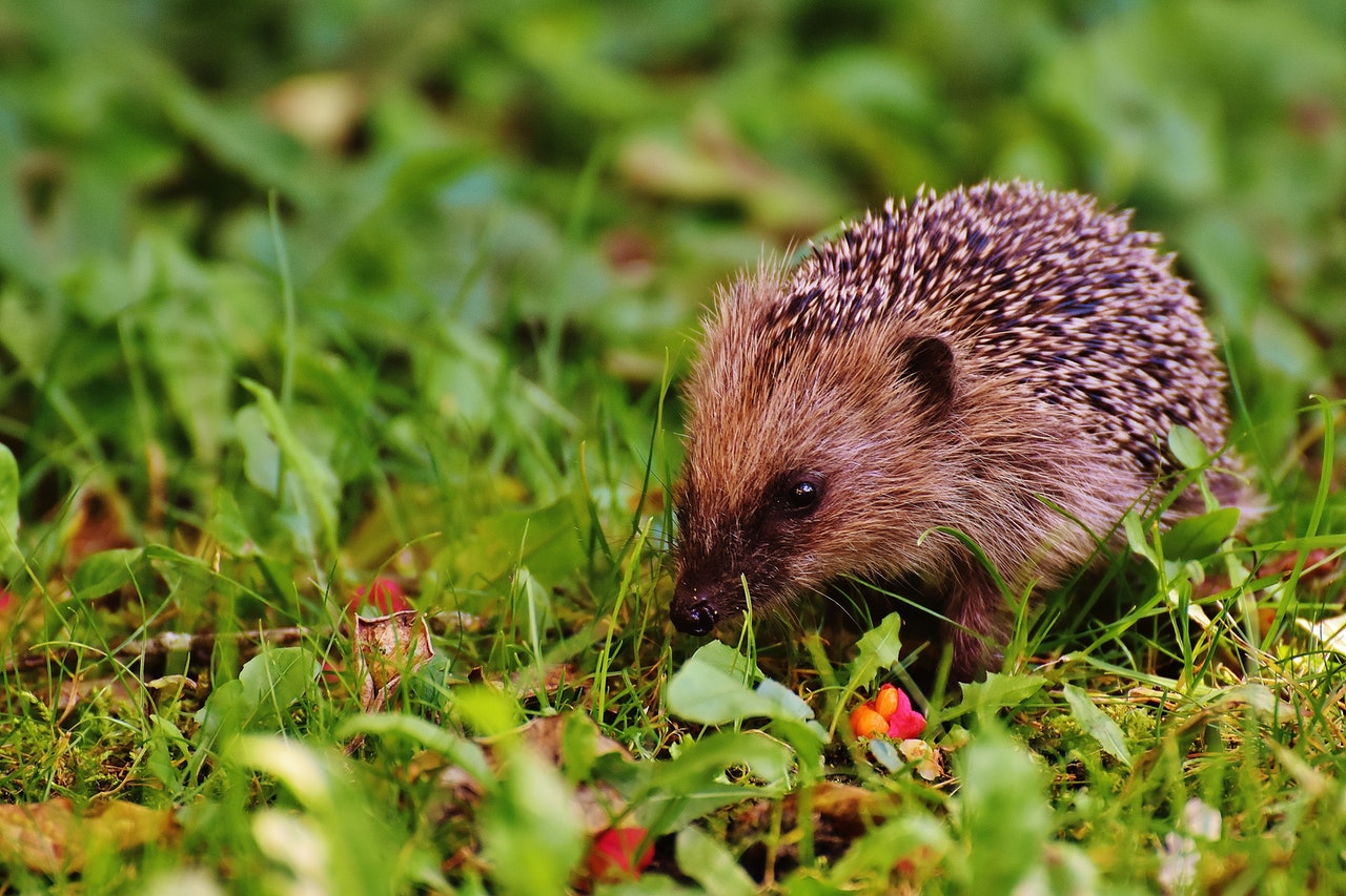 Hedgehog forages for food in Maltese countryside after rain