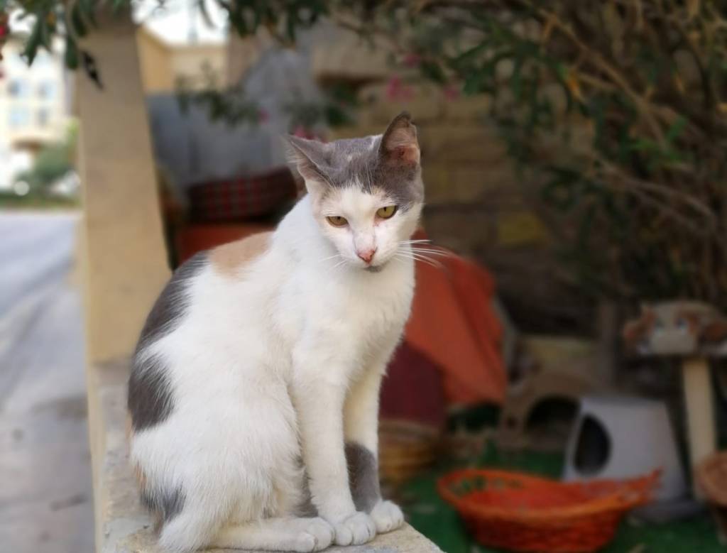 Cats of Malta limited preview screenings at local cinemas