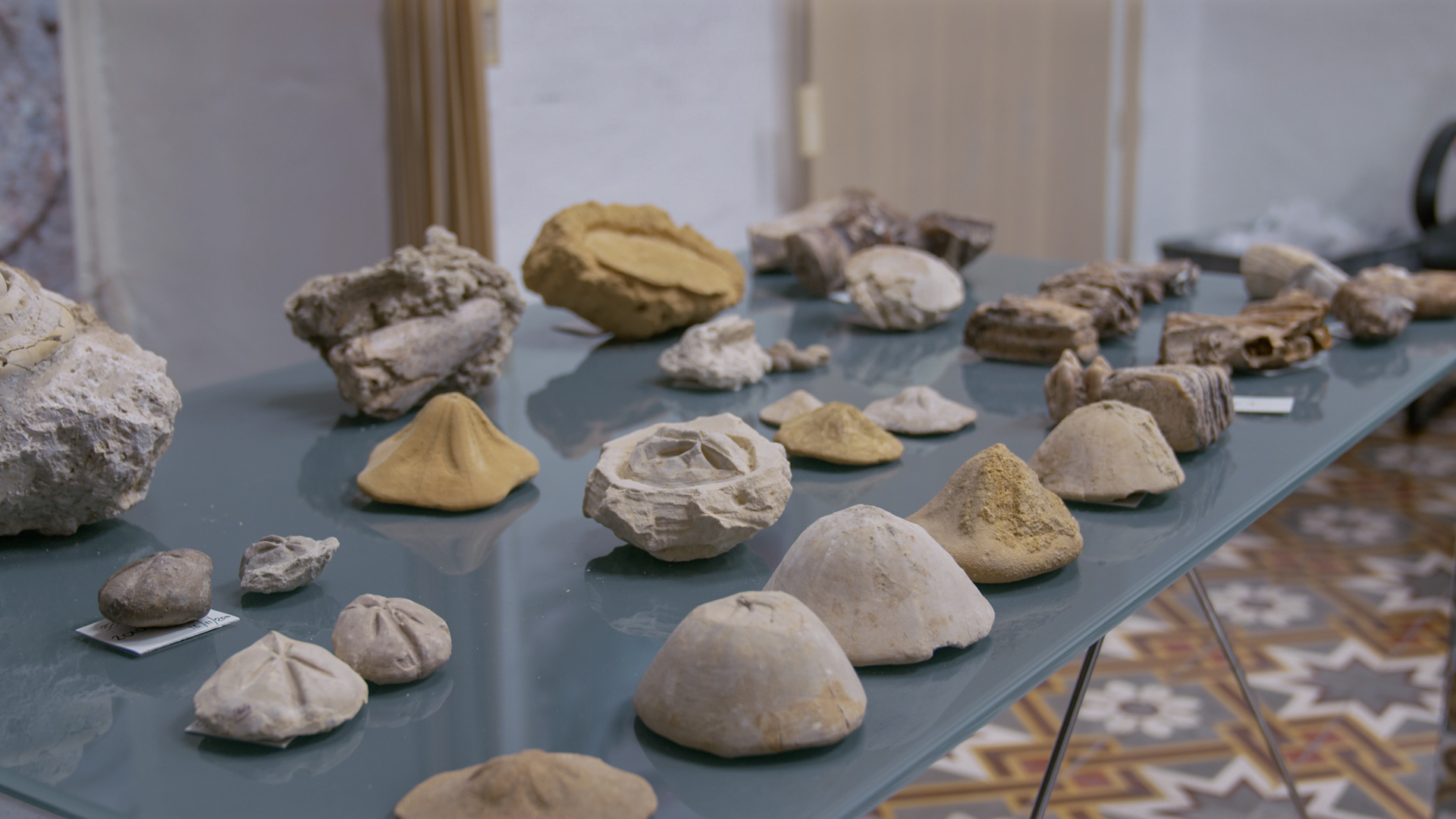 Fossil collection handed over to Heritage Malta