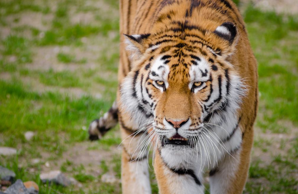 Tiger shot dead after biting cleaner’s arm in Florida Zoo