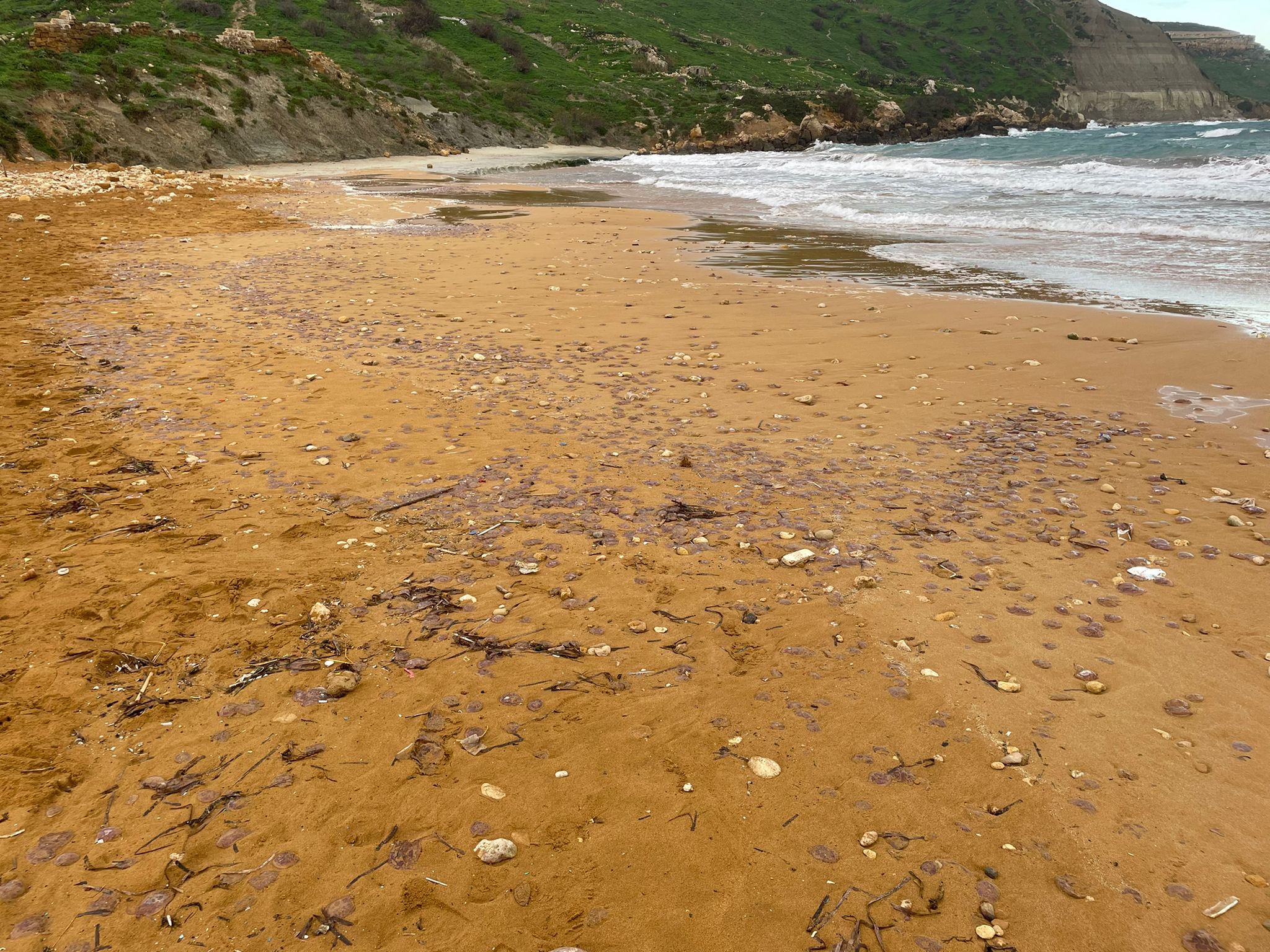 Ir-Ramla l-Ħamra invażata bil-bram
