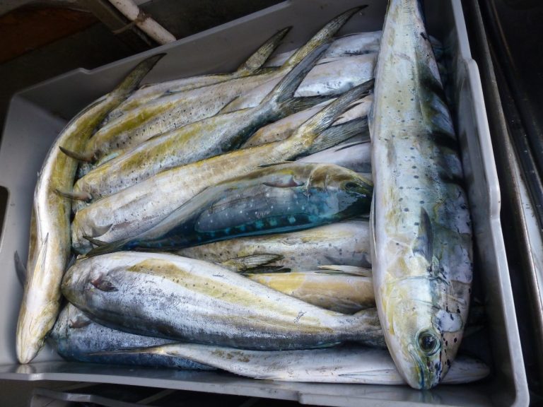 Is-sajjieda ta' Marsaskala jheddu li jibbojkottjaw il-polza tas-sajd ...