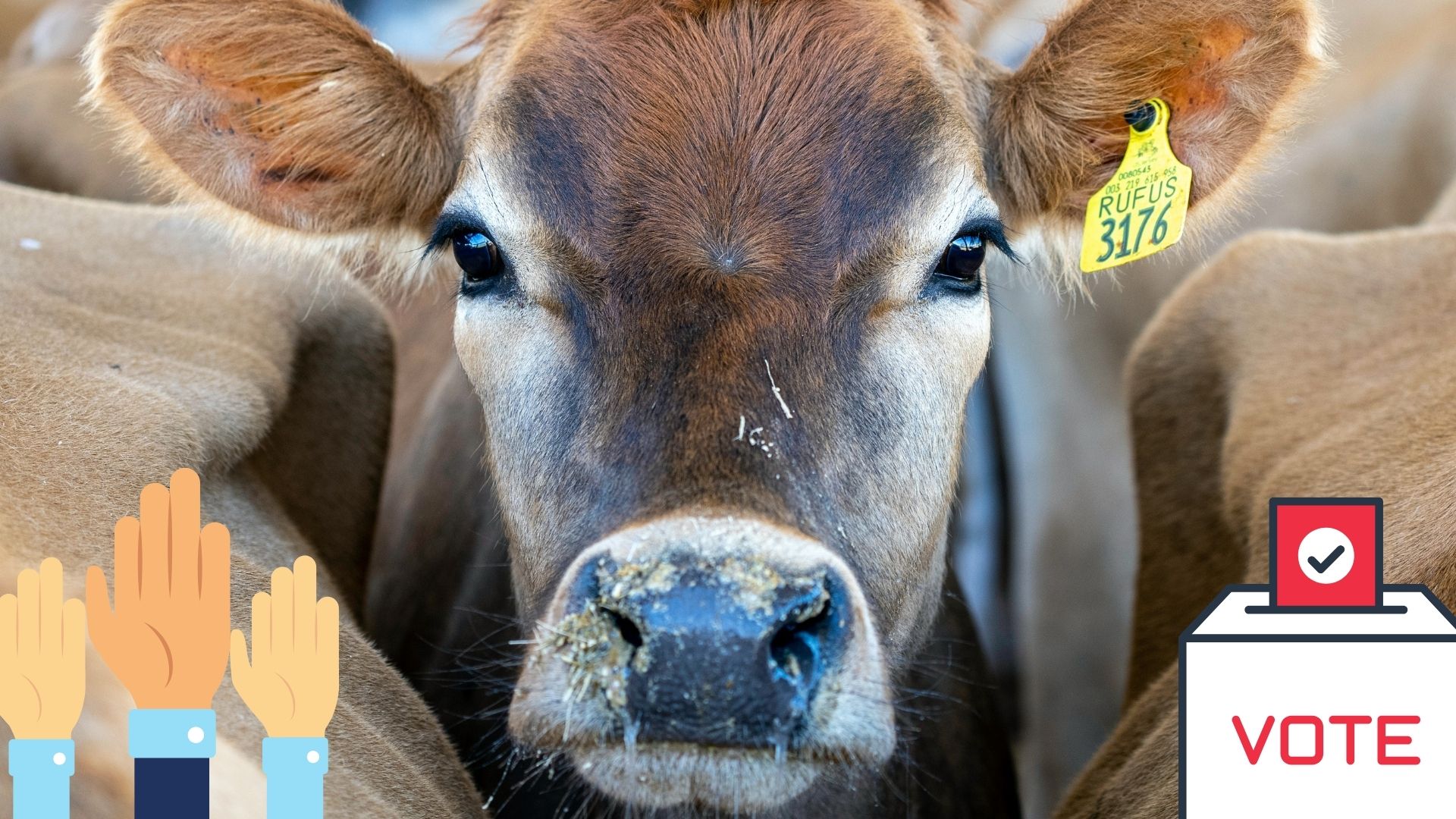 Animals ‘ignored’ in electoral campaigning