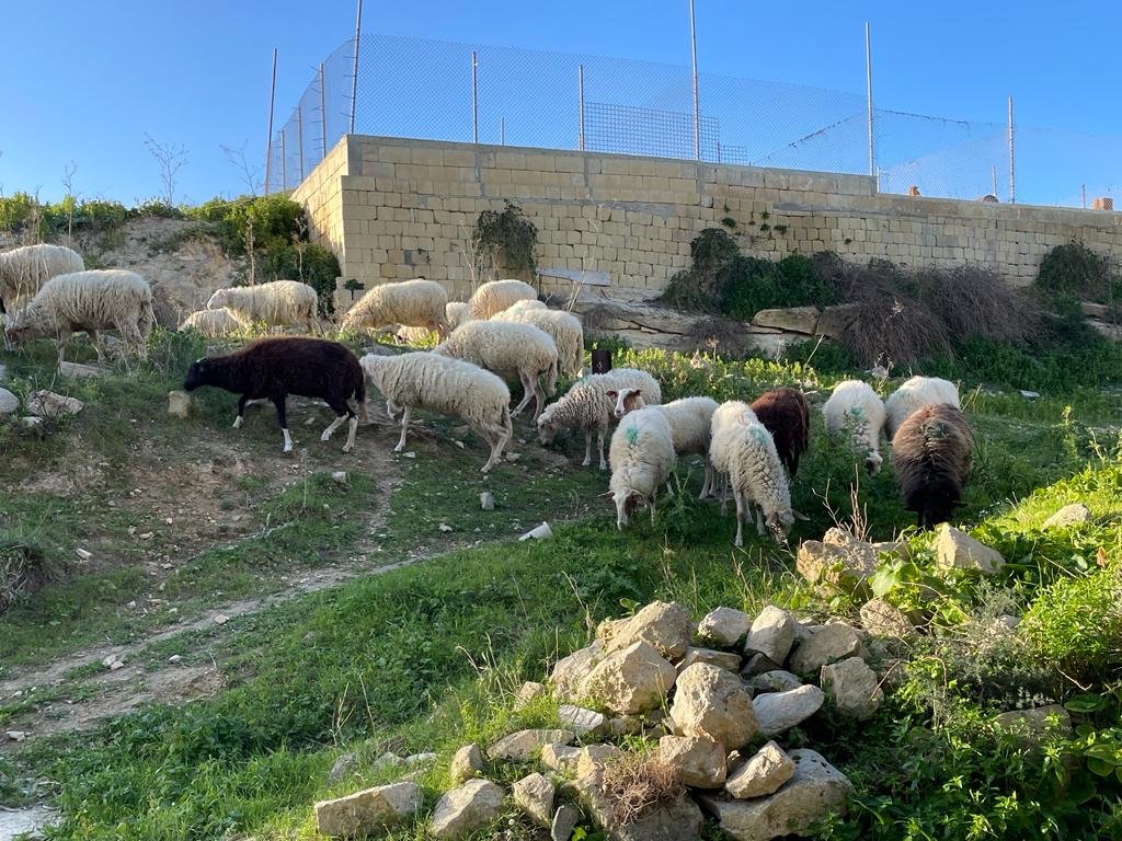 Ġanni Attard 'loses faith' in PM over refusal to sanction illegal Gozo ...