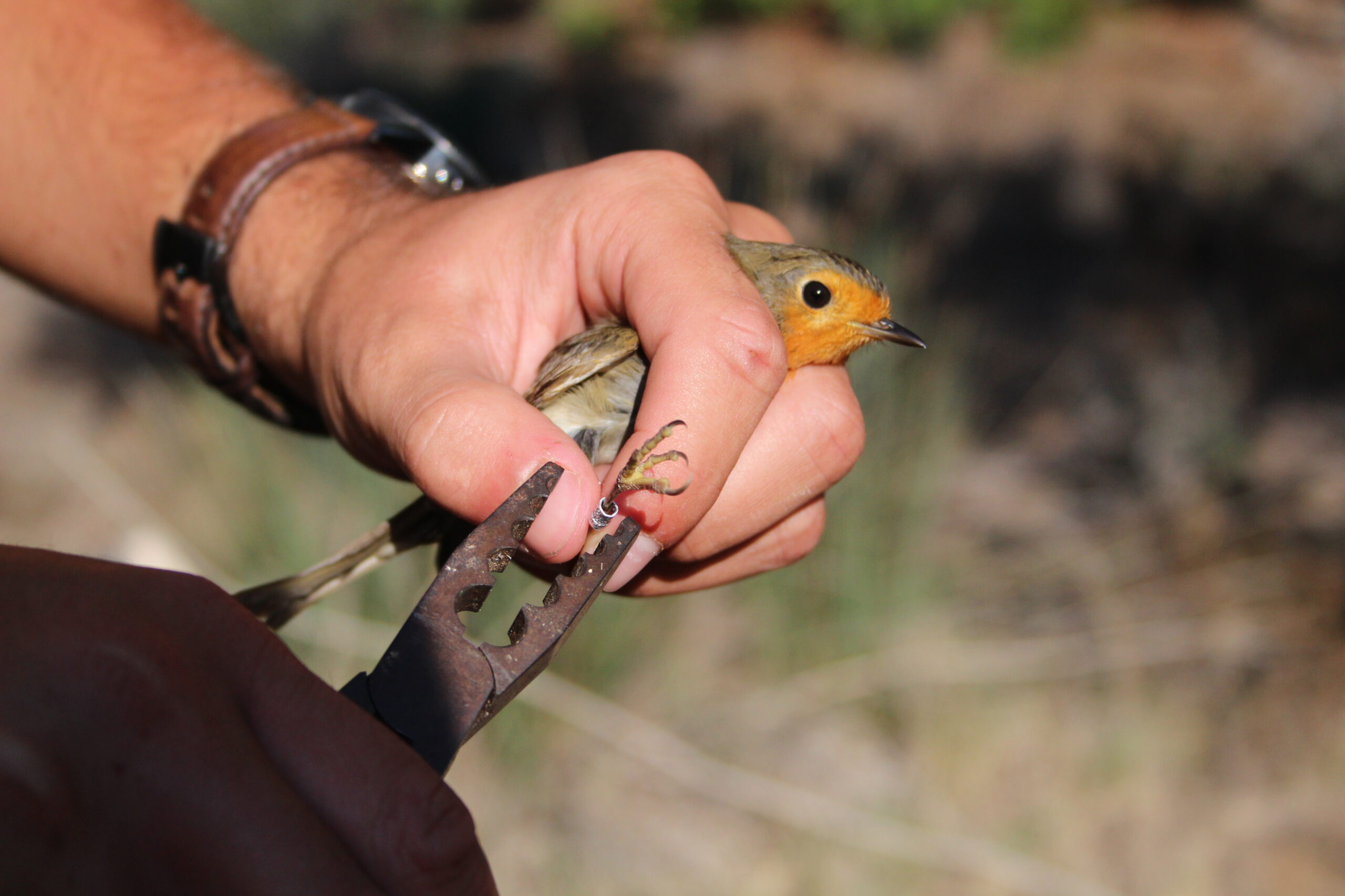 Want to watch birds getting ringed live? Here's how - Newsbook