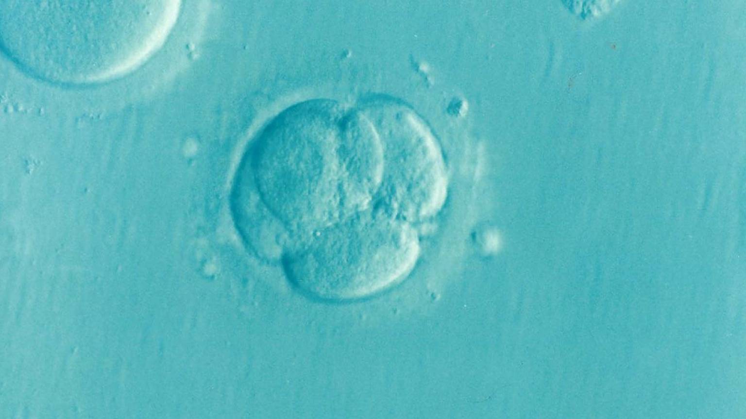 Government to widen genetic testing for embryos in IVF reform, Abela ...