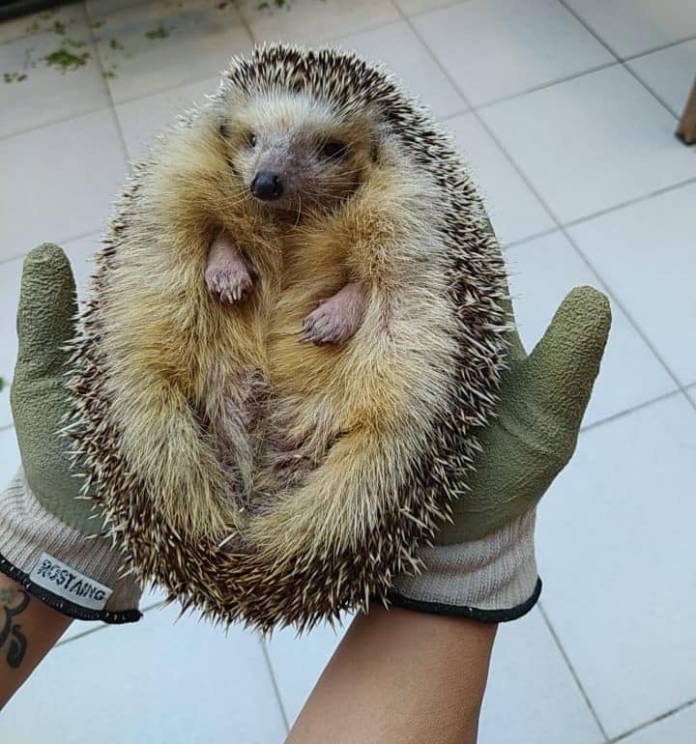 Illegally kept as a pet, obese hedgehog rescued by wildlife team - Newsbook