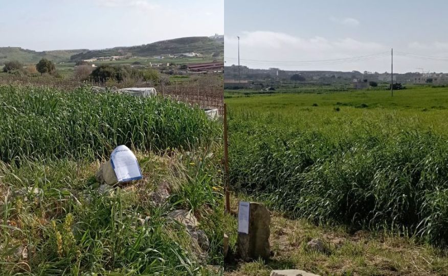 Two proposed Gozo sheep farms refused permits amid objections from NGOs ...