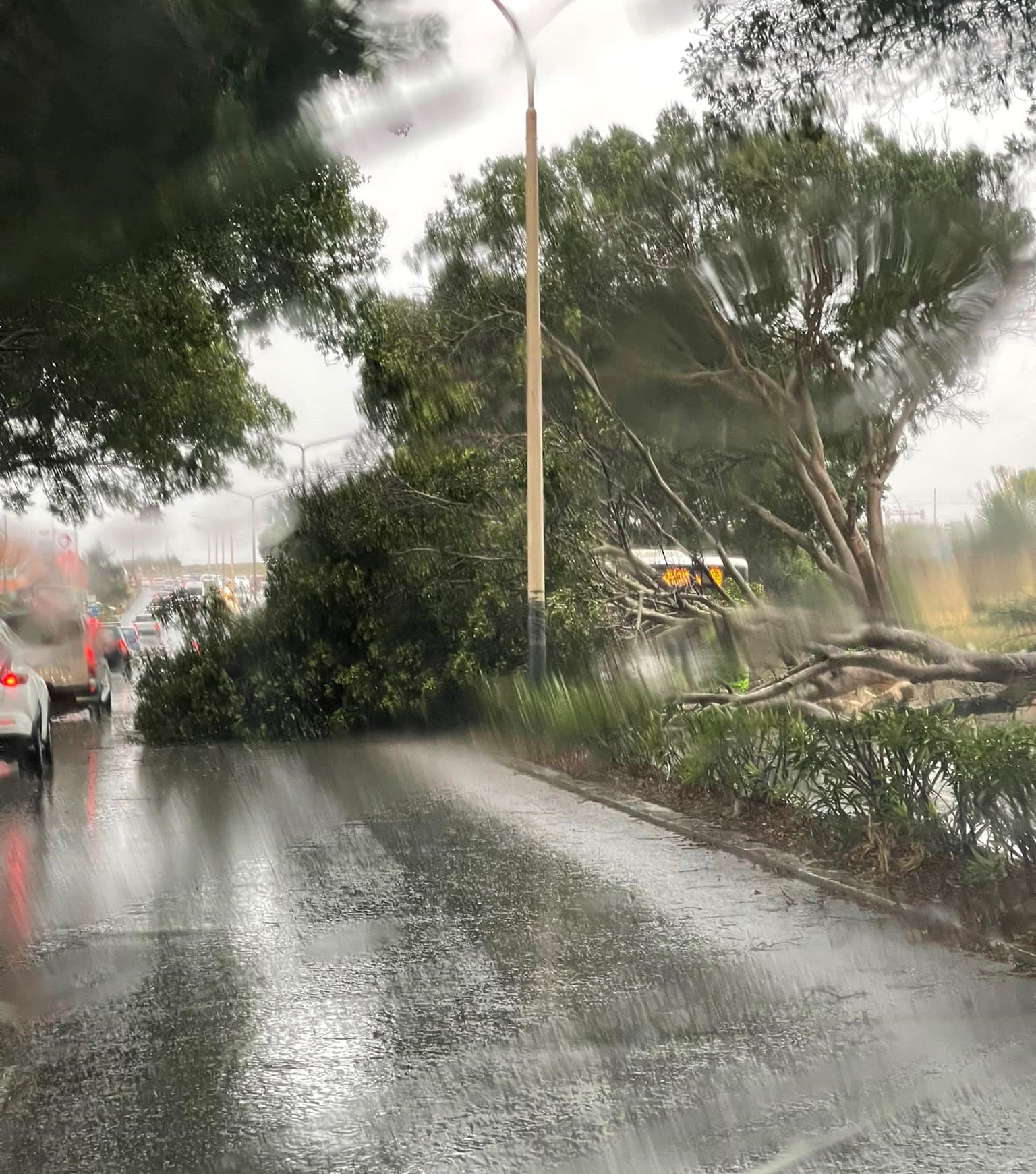 Ritratti: Triq il-Barrani magħluqa wara li waqgħet siġra
