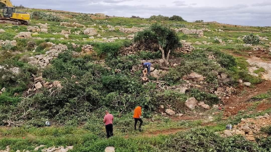 Carob tree chopped down to make way for apartments, shops in Żonqor