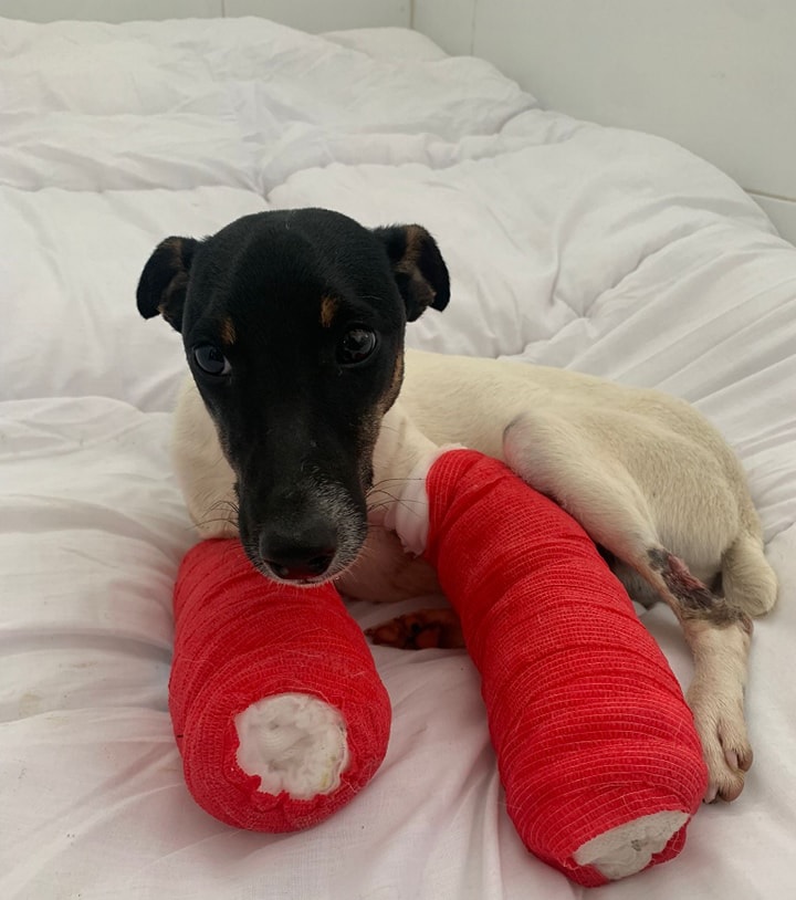 Kelb ta' sitt xhur jintrema fit-triq, b'saqajh miksura