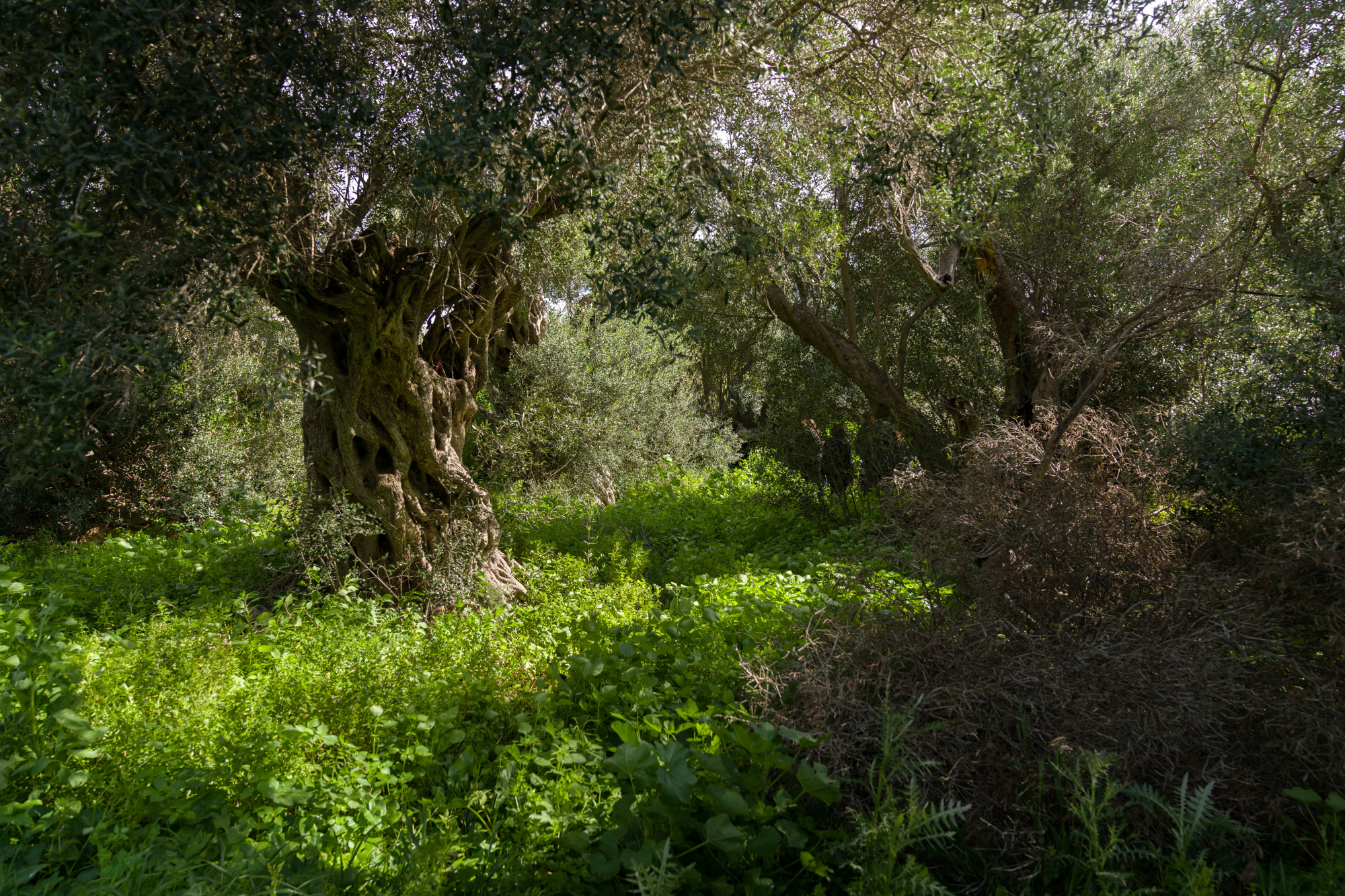 Studies show Bidnija olive trees are at least 400 years old - Newsbook