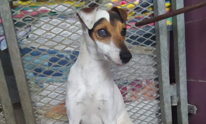 Salvat kelb bi ġrieħi f'siequ, nuqqas ta' vista u 50 ċomba f'ġismu ...