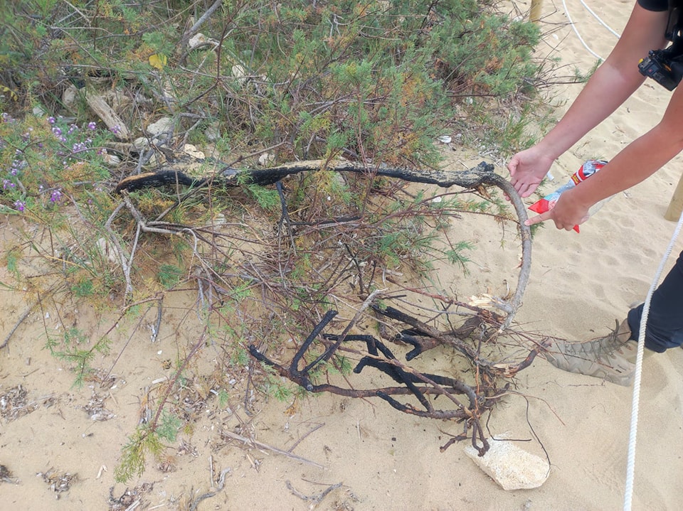 Grupp ta' żgħażagħ jaħarqu zkuk ta' siġra protetta