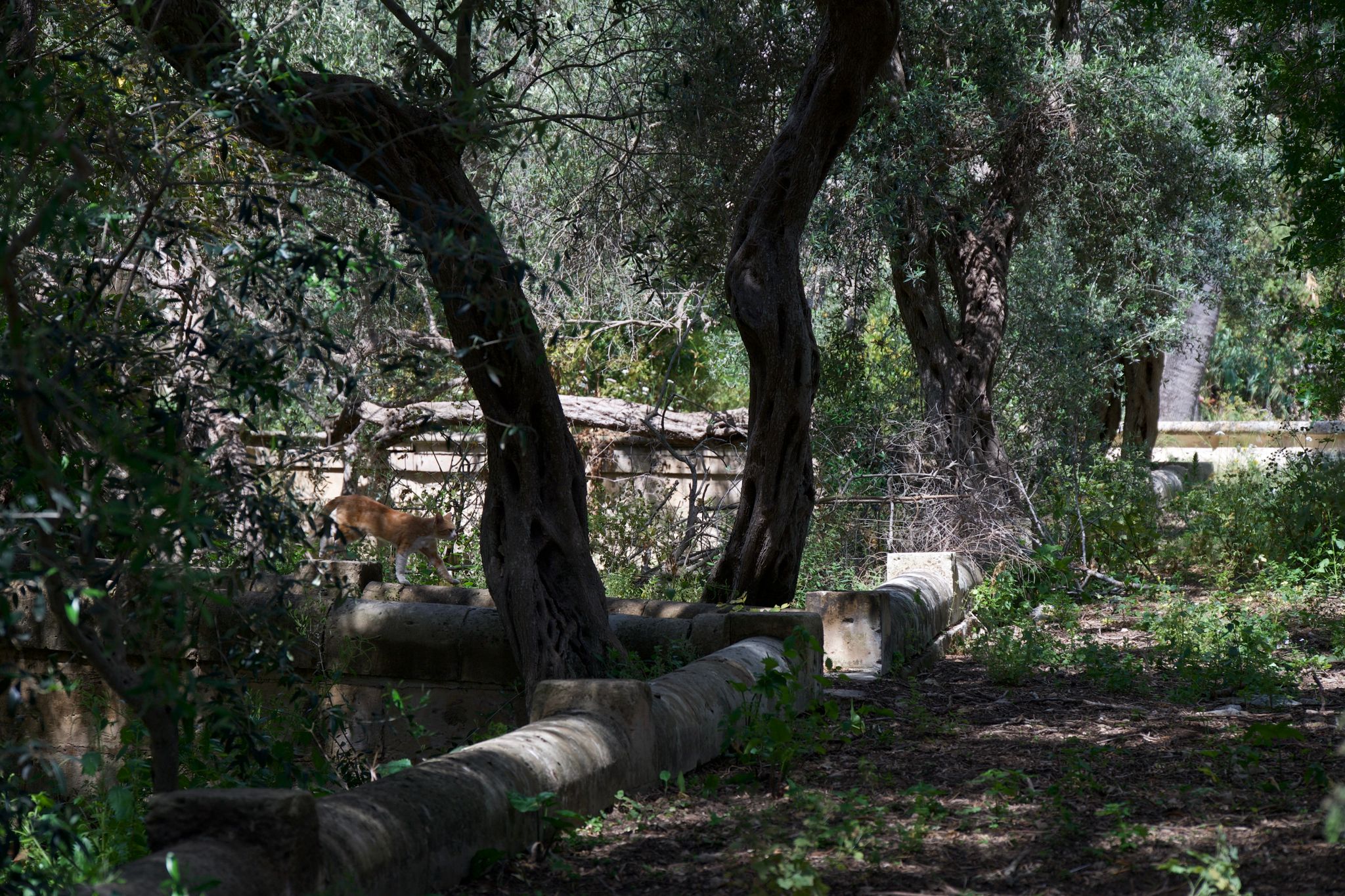 'Villa Buleben tista' tkun Sant'Anton ieħor' - Sindku ta' Ħaż-Żebbuġ