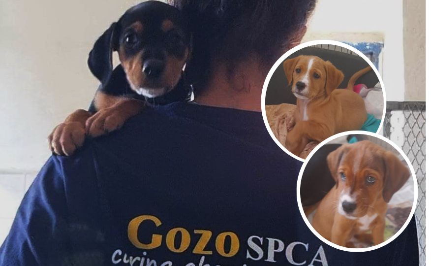 Il-Gozo SPCA bla spazju wara li ġabret 11-il ġeru abbandunat