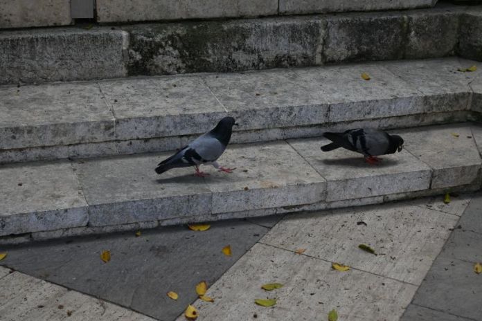 Public petition calls for end to pigeon culling programme