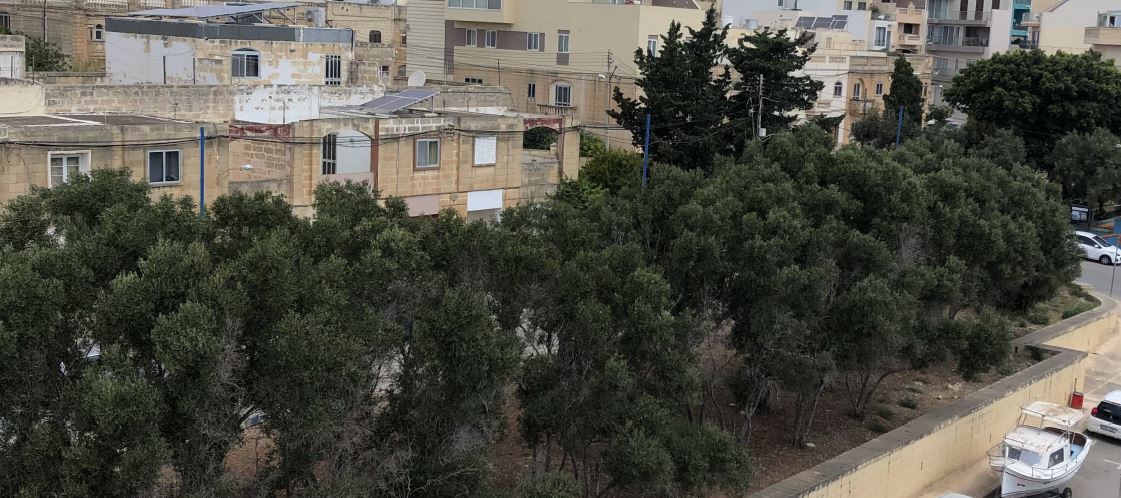 Żona bis-siġar taż-żebbuġ se tiġi riġenerata f'dog park