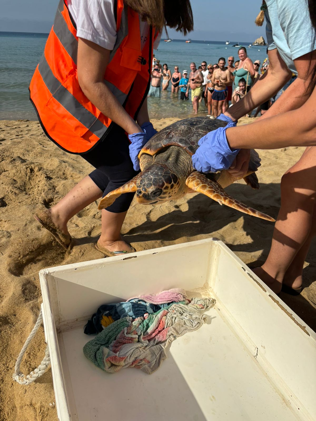 Turtles Nadia and Maria released at Golden Bay following rehabilitation