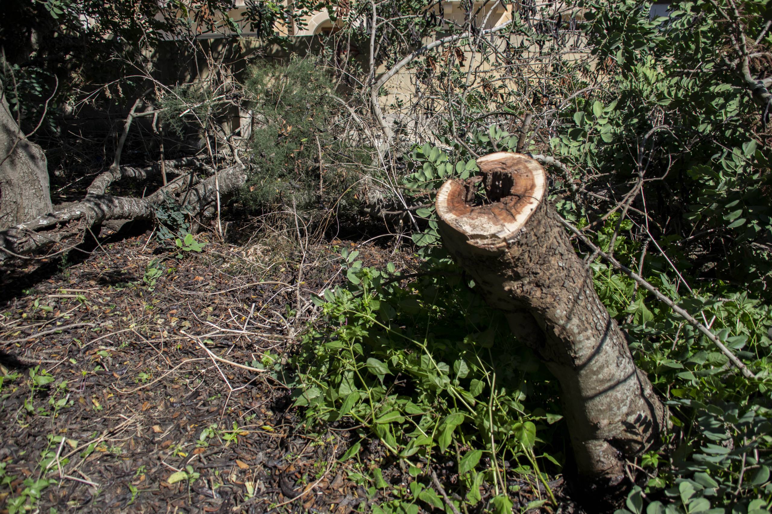 Almost 1,000 trees uprooted in a year - Newsbook