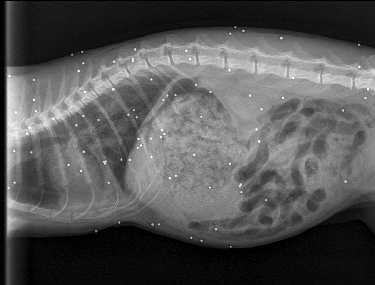 Qattus kellu jitraqqad wara li sparawlu tiri ġewwa l-Baħrija - Newsbook