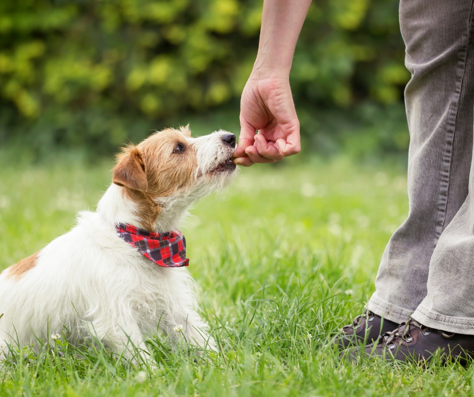 Assistance Dogs Malta launched: 'Transforming lives one paw at a time'