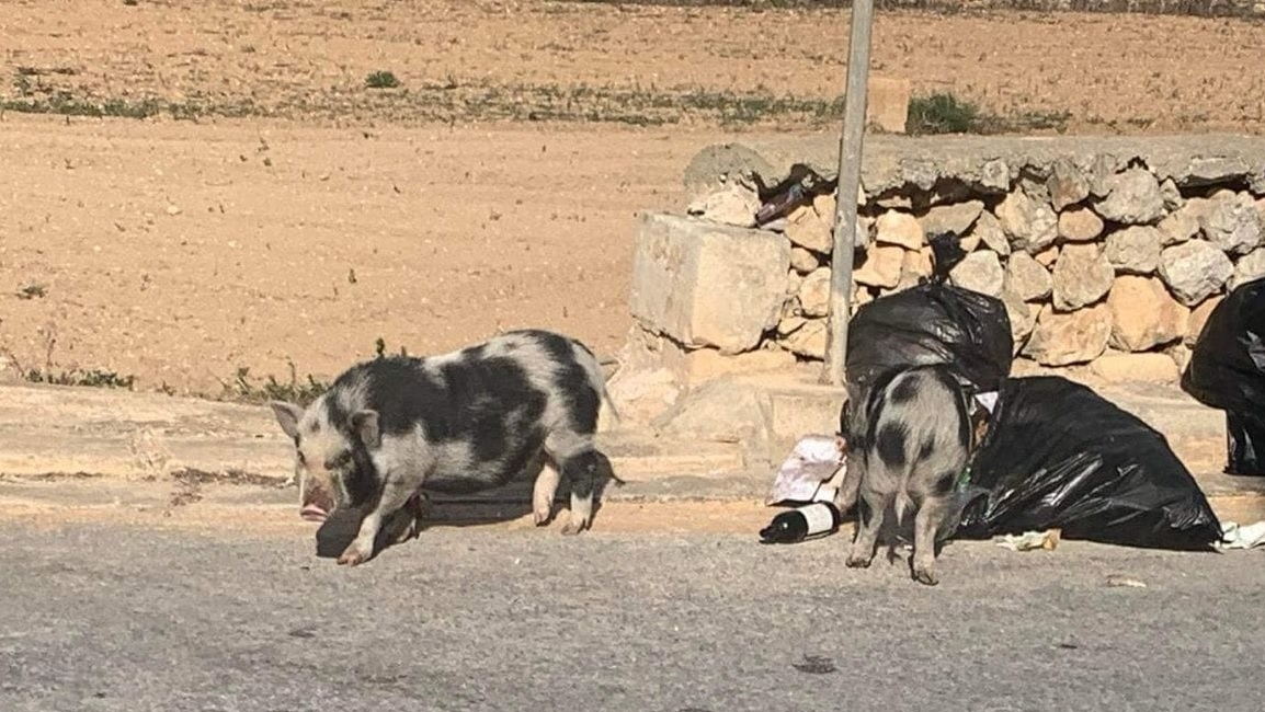Pigs on the run, Mtarfa local council urges owner to clean up