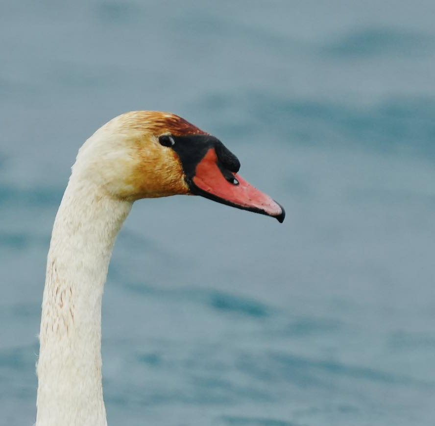 Injured Swan spotted in Gozo - Newsbook