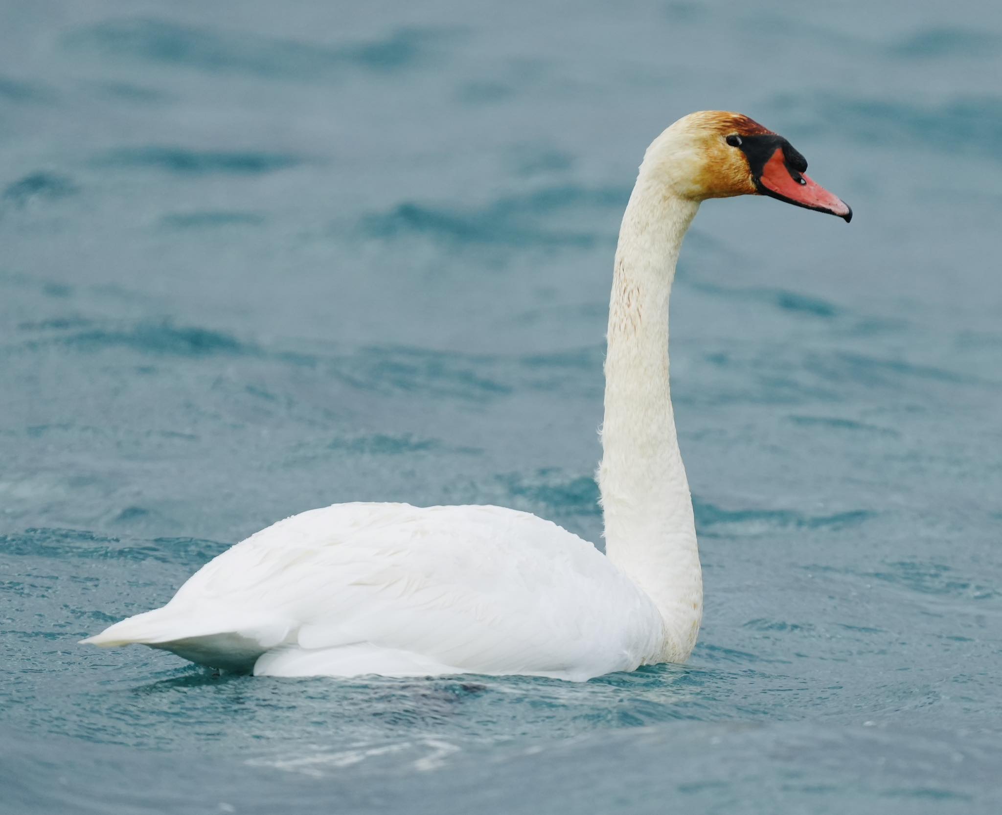 Injured Swan spotted in Gozo - Newsbook