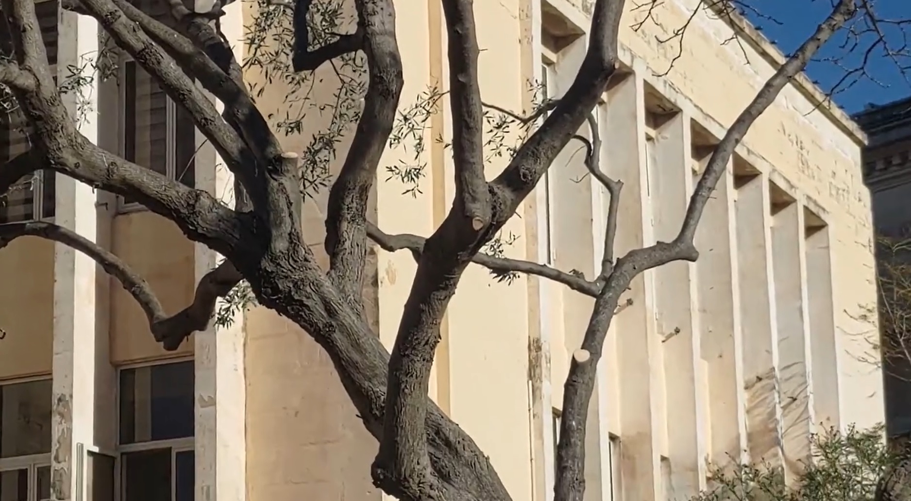 'Unbelievable! They butchered it too!': BirdLife slams latest tree ...