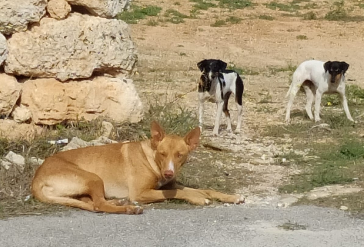 Grupp ta' klieb jagħmlu ħerba f'razzett f'Ħad-Dingli