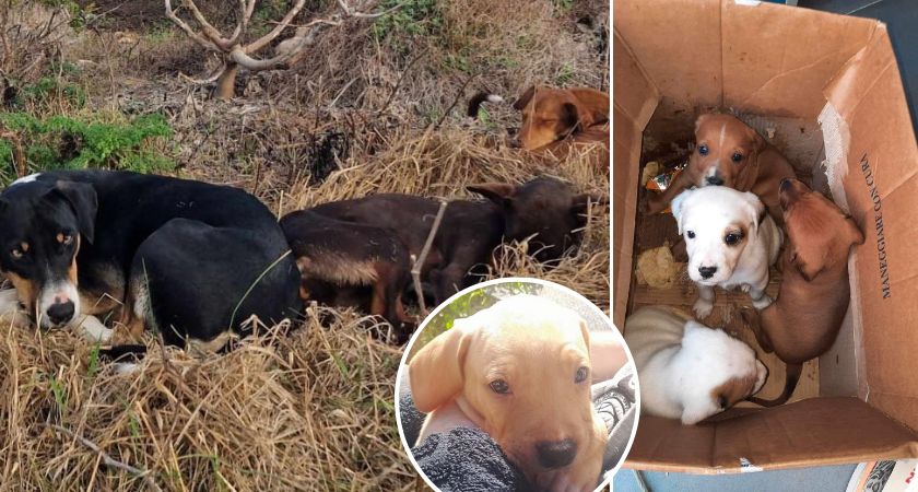 Nine puppies rescued in Gozo in just one morning