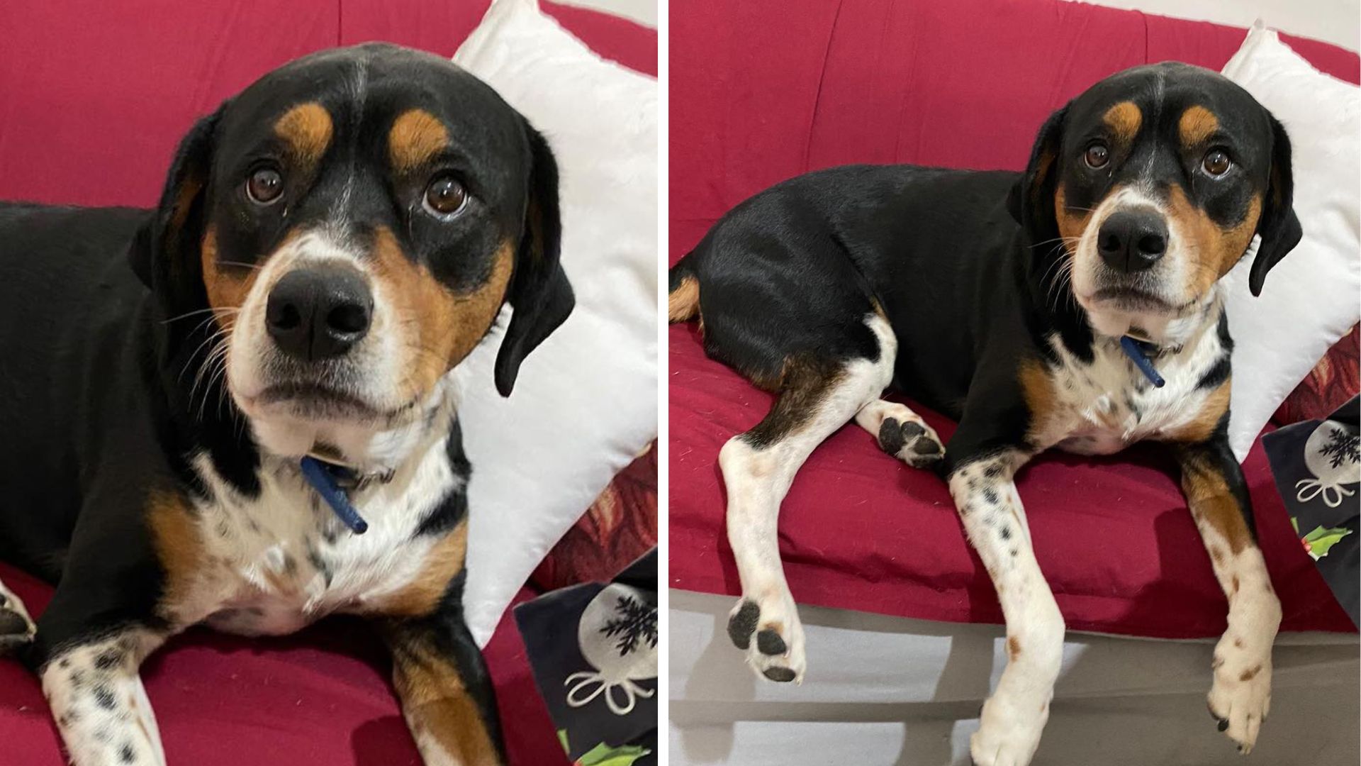 Kelb f’saħħtu b'ċans li jitraqqad għax sidu ma jiflaħx