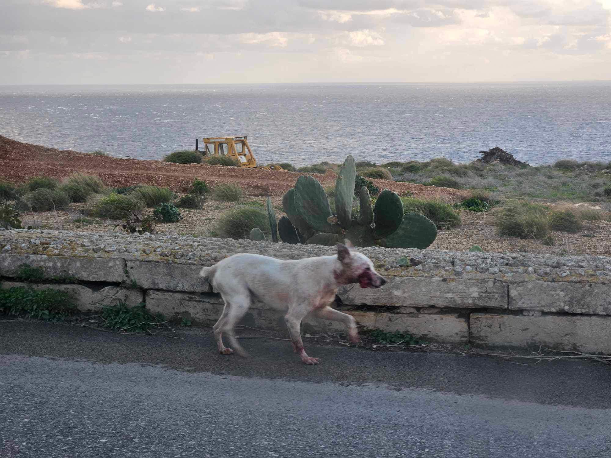 Ġulinu - il-kelb li nstab midrub, kien operat u ingħata kenn