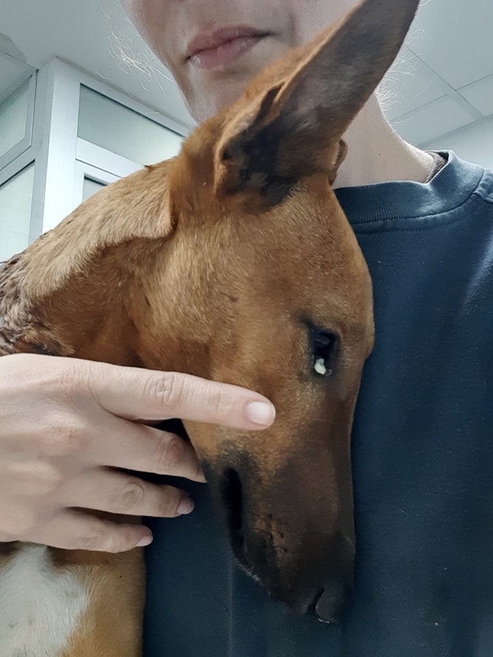 Kelb ferut salvat mill-AAA wara li l-ambulanza tal-annimali ma ġabritux