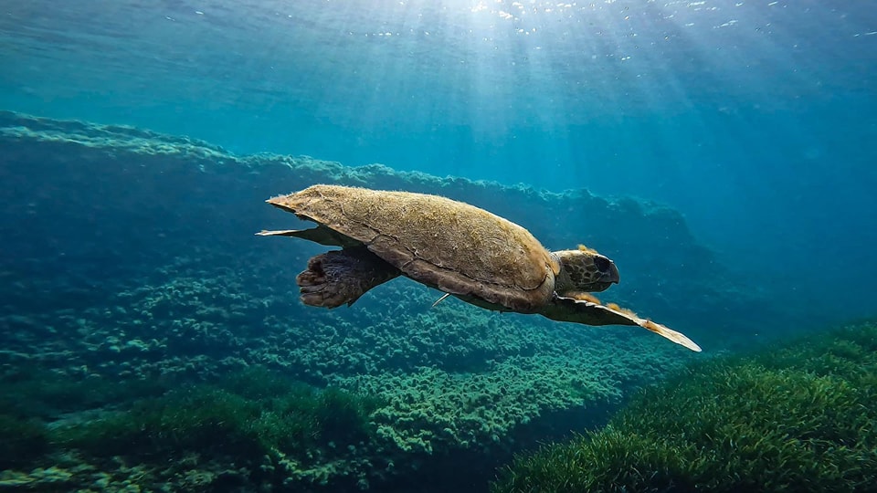 Appell biex tinstab fekruna li teħtieġ il-kura