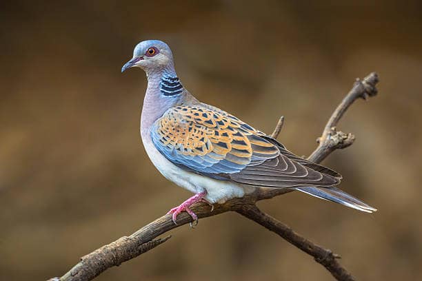 BirdLife Malta tipprova twaqqaf id-diskussjoni fuq il-kaċċa tal-gamiem