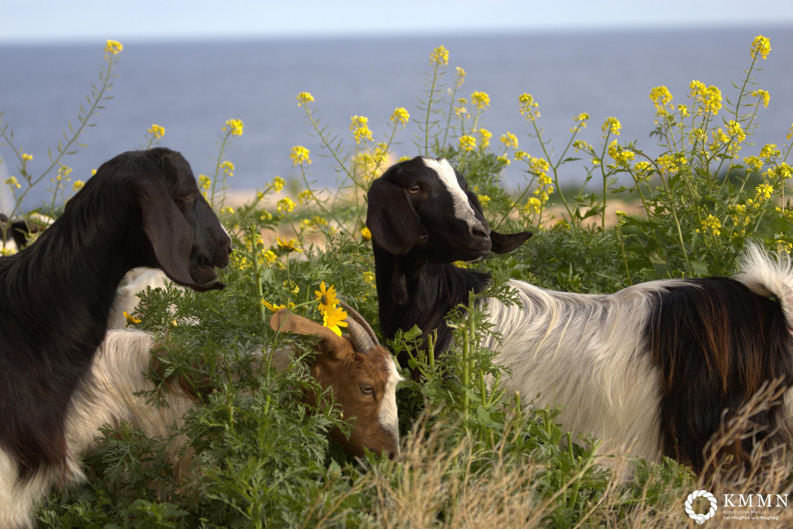 Nagħaġ, mogħoż u dgħajjes tat-tonn; Hemm bżonn kwarantina għall ...