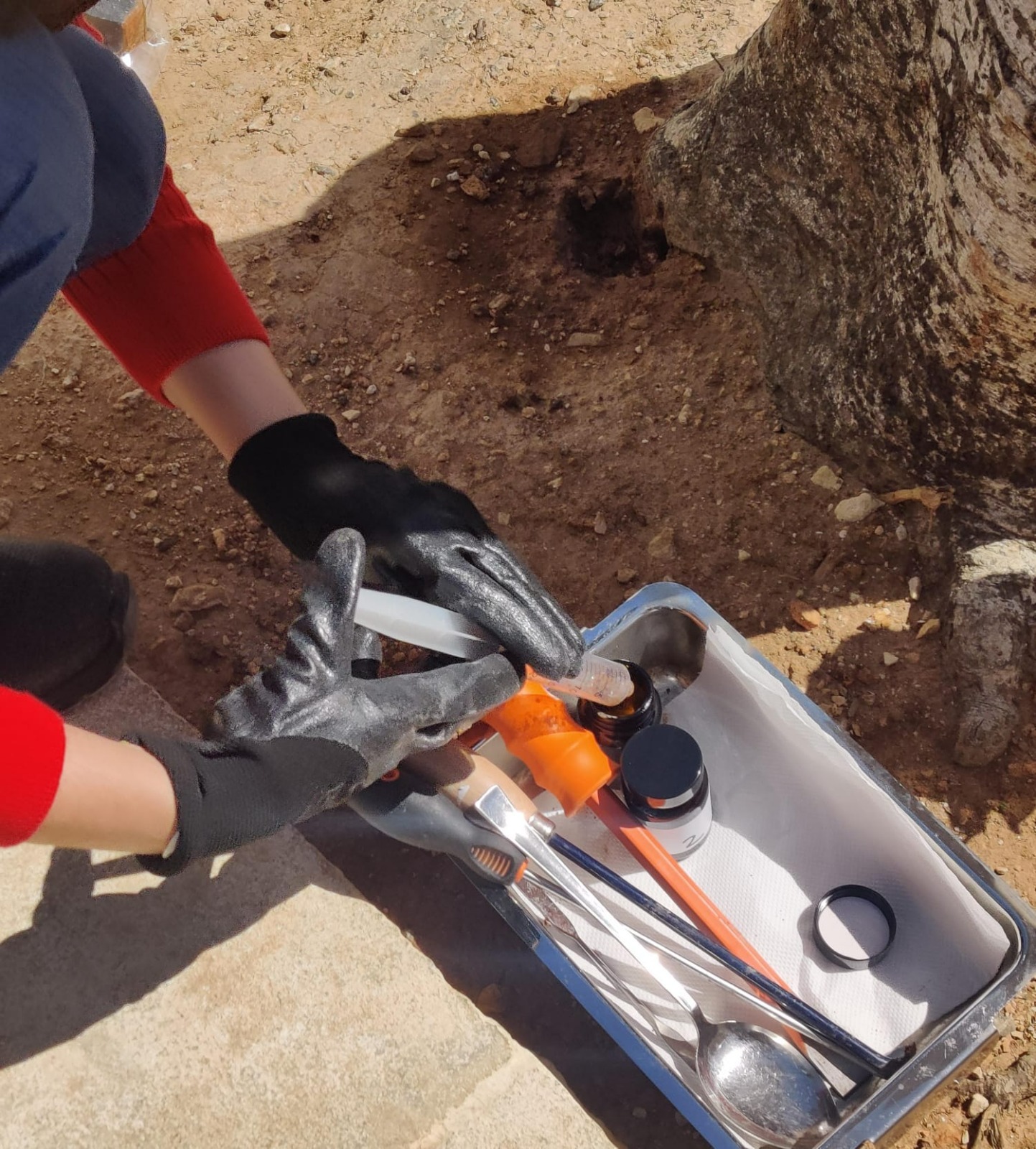 Mosta trees: ERA sifting through 770 hours of footage