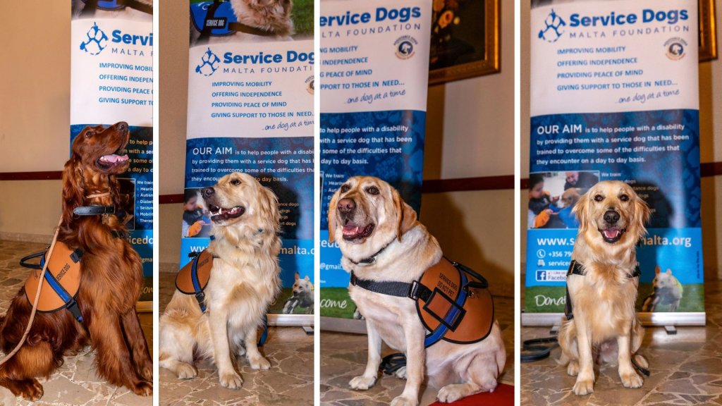 Jiggradwaw 6 service dogs ġodda