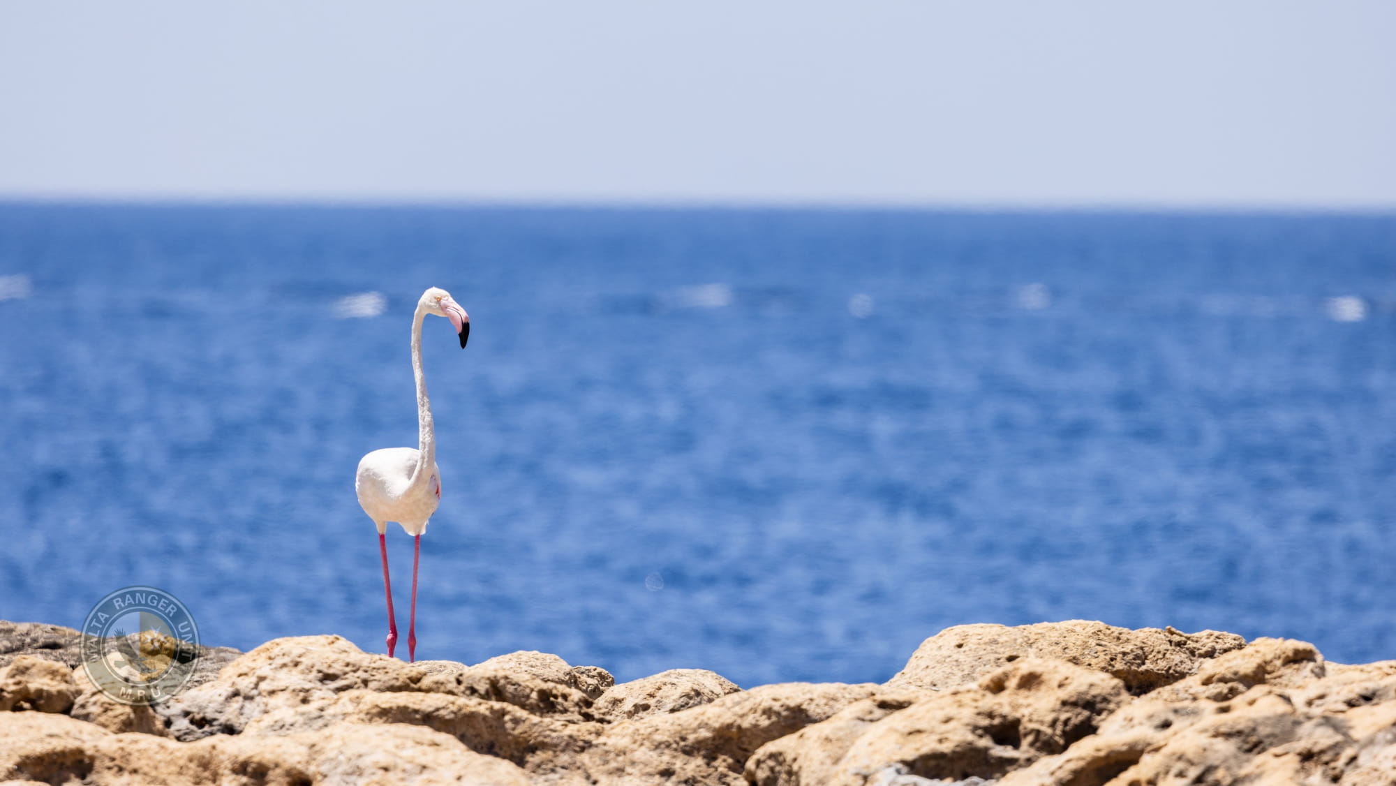 Flamingo leaves Gozo following two days of rest