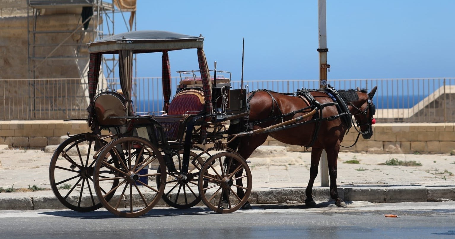 “Karrozzini drivers are enslaving horses” – Animal Liberation Malta