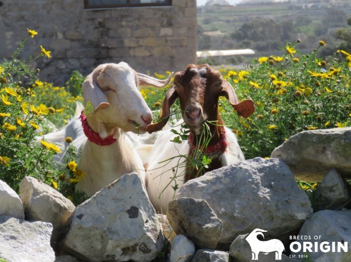 “Maltese indigenous goats are a local breed at risk” – Breeds of Origin ...