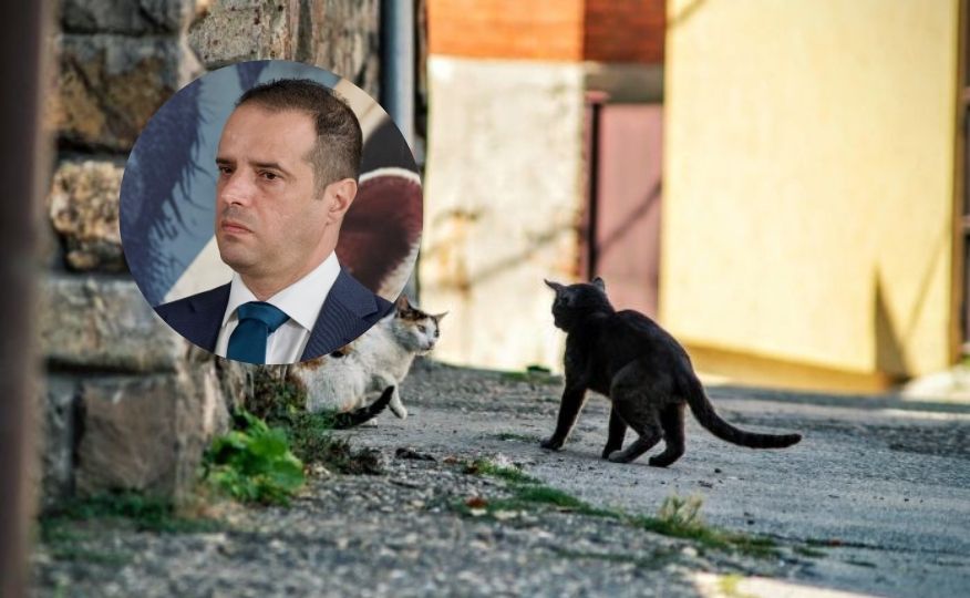 "We collect up to 10 run-over cats per day"-The Director of Animal Welfare