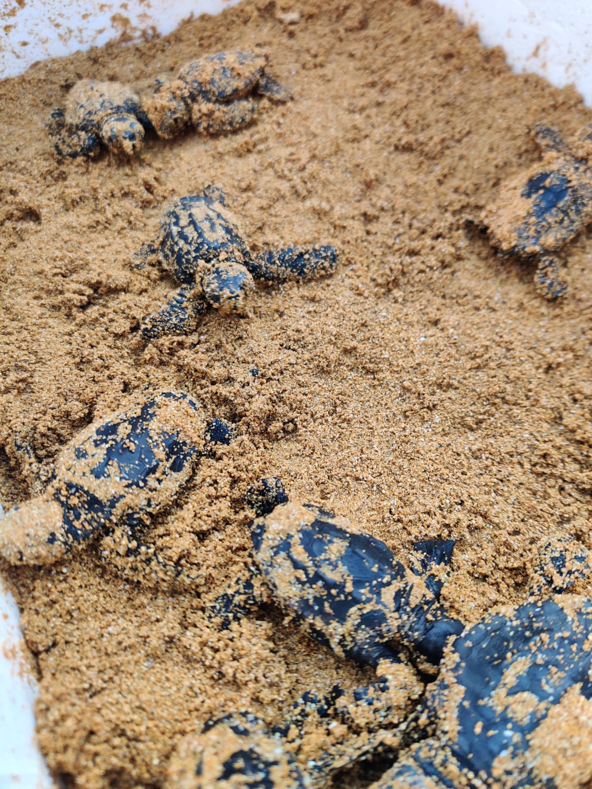 Sixth turtle nest hatches at Ramla Bay - Newsbook
