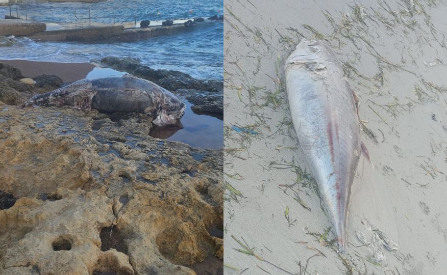 Dead tuna wash up in different beaches