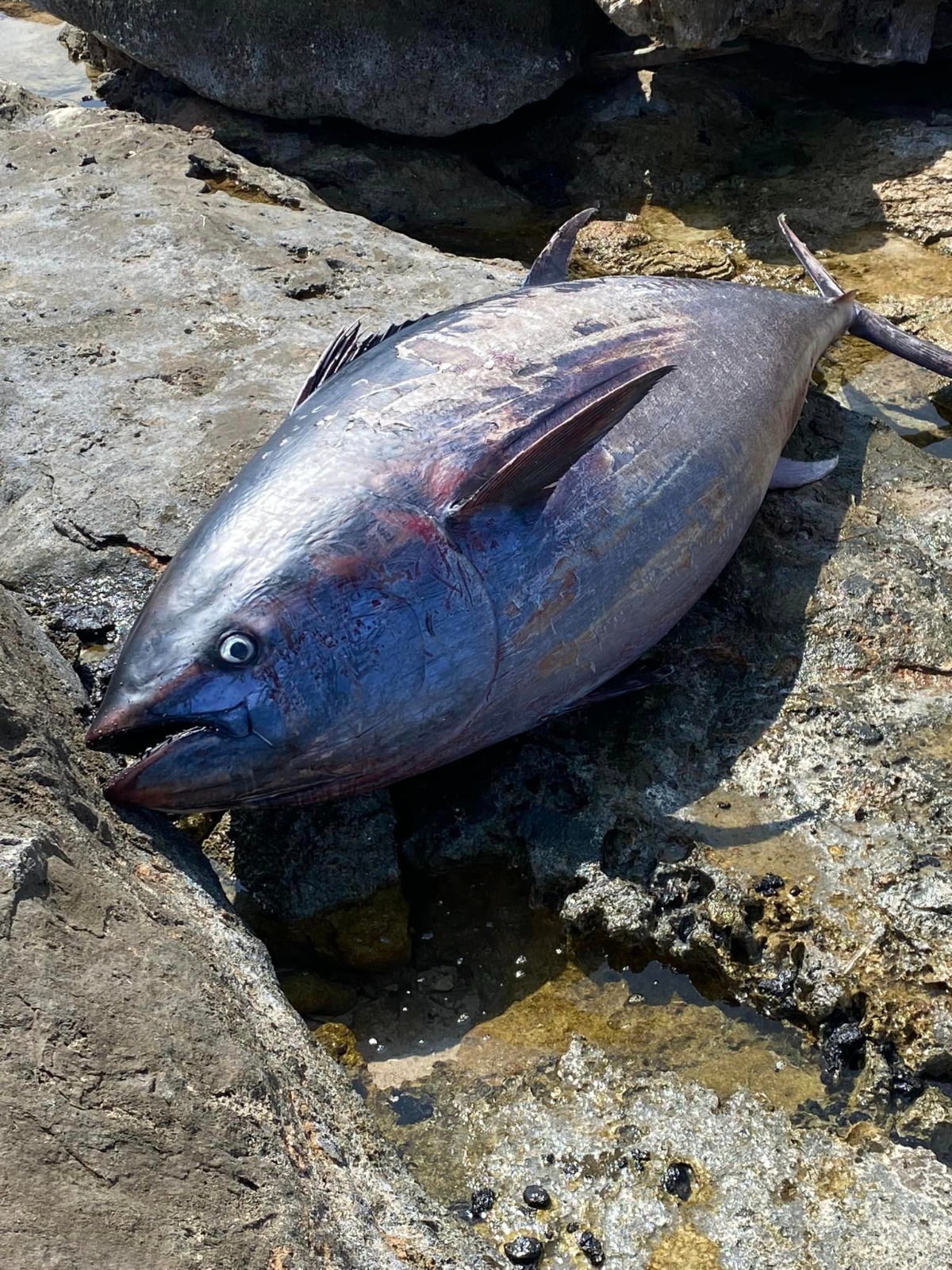 12 dead tuna washed up on Maltese coasts in five months