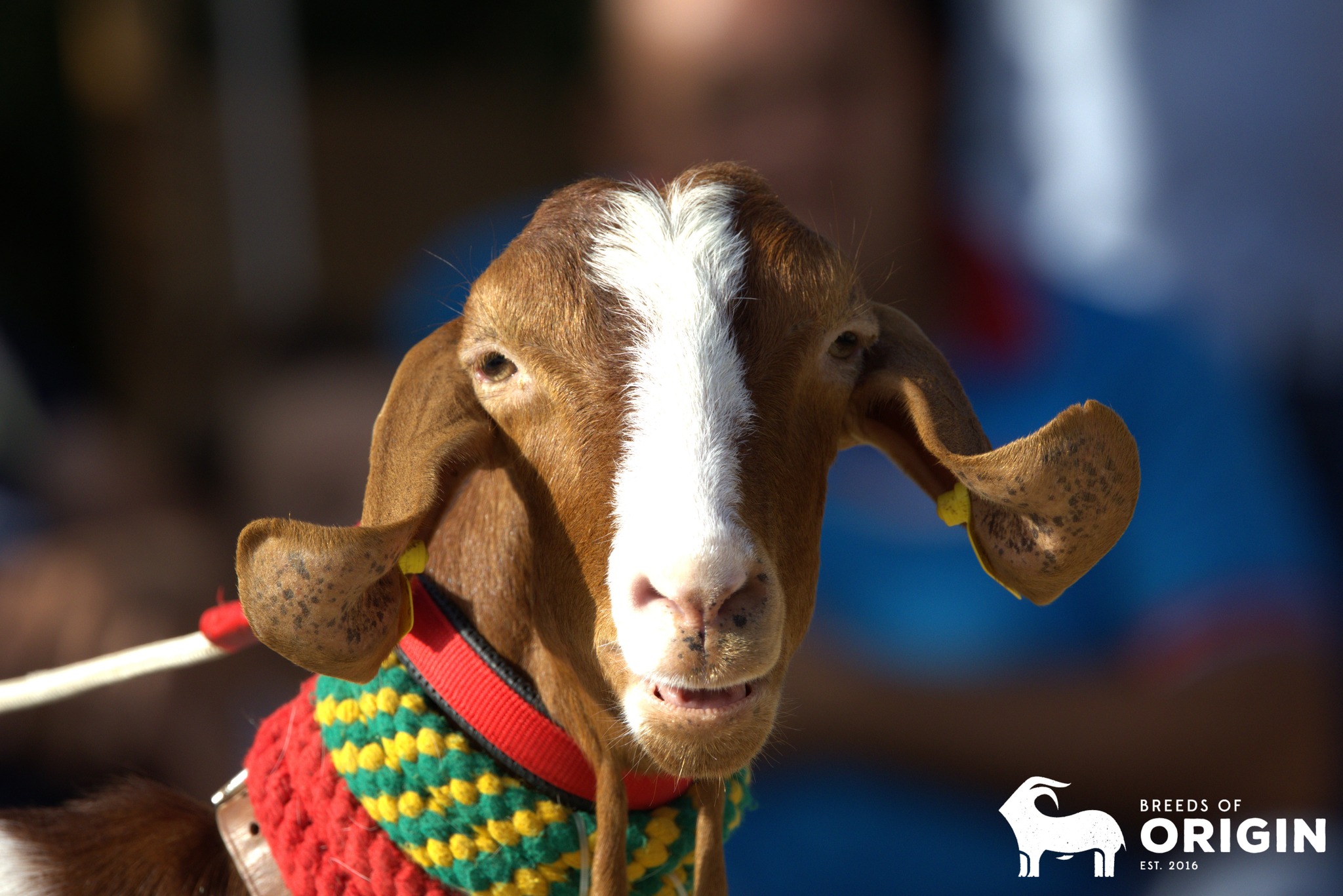 First show dedicated to Maltese indigenous goats and sheep concludes in ...