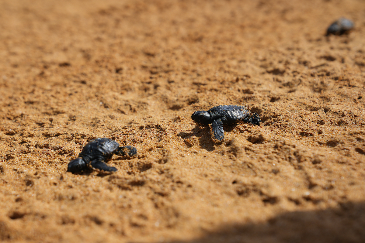 Over 400 hatchlings in record-breaking turtle nesting season in Malta