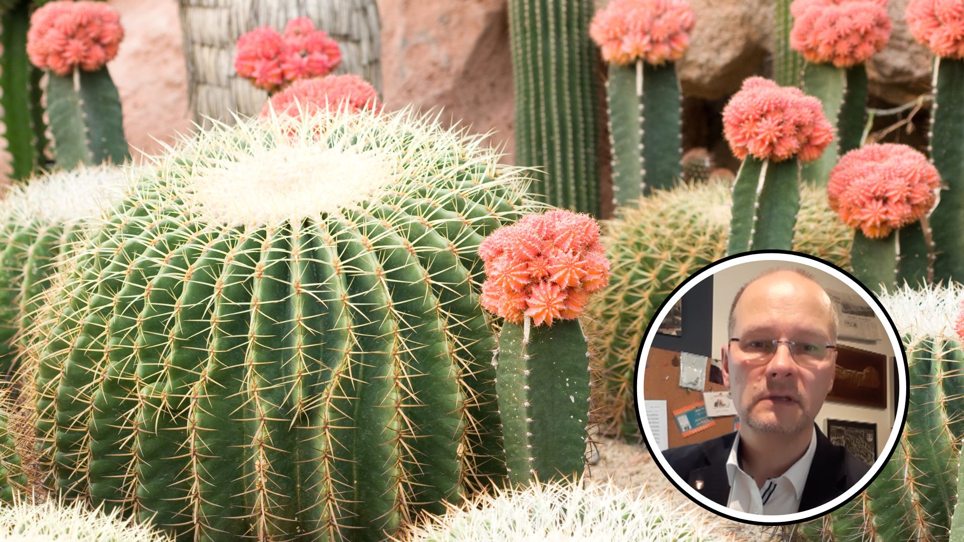 Sindku ta’ belt fil-Ġermanja jipprojbixxi l-pjanti tal-kaktus mill-bini ...